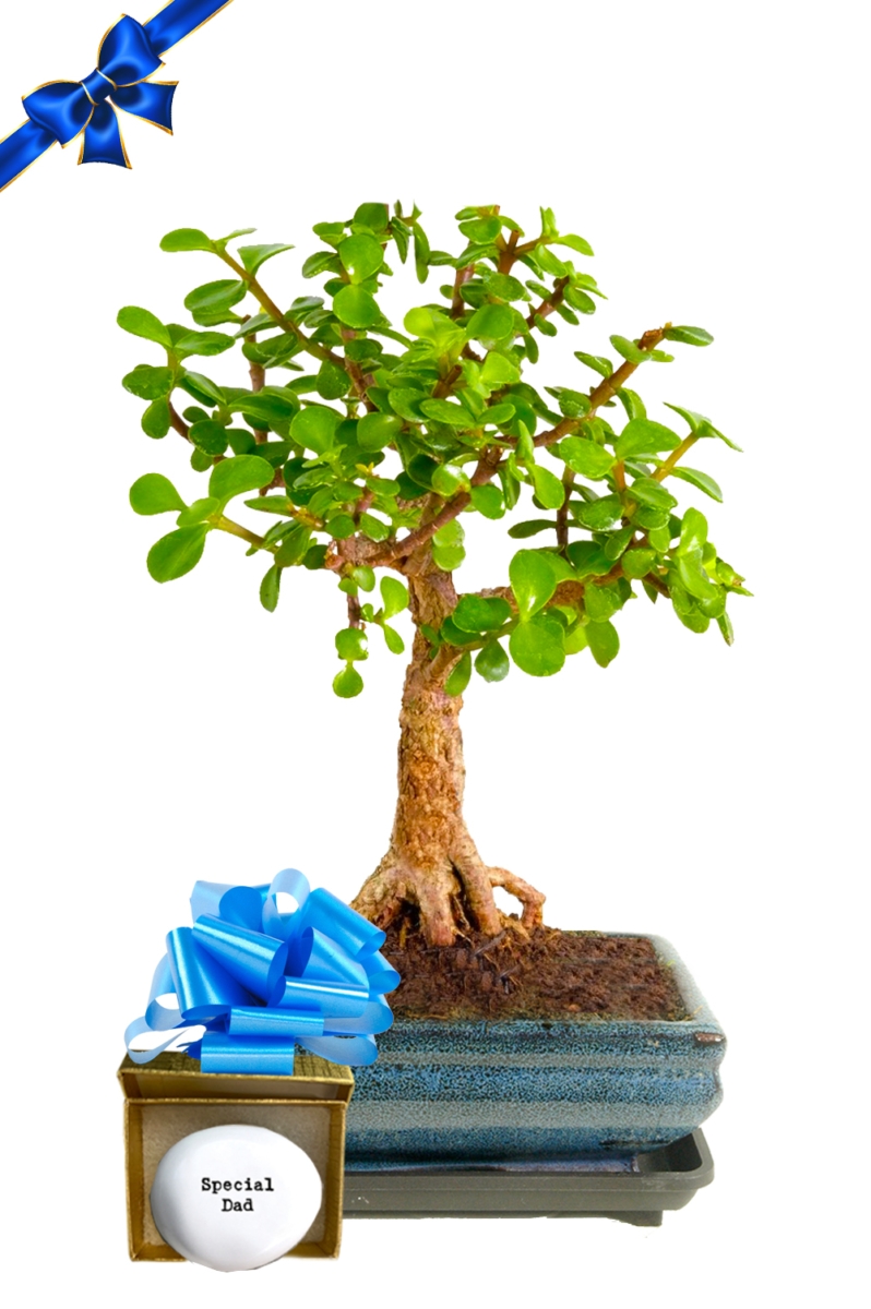Bonsai Tree Gifts | Bonsai Direct | Free UK Delivery