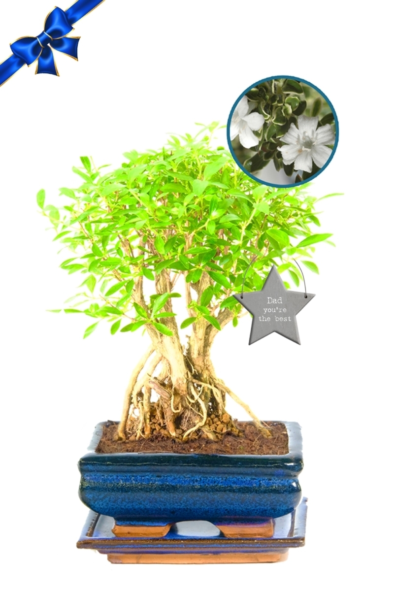 Bonsai Tree Gifts | Bonsai Direct | Free UK Delivery