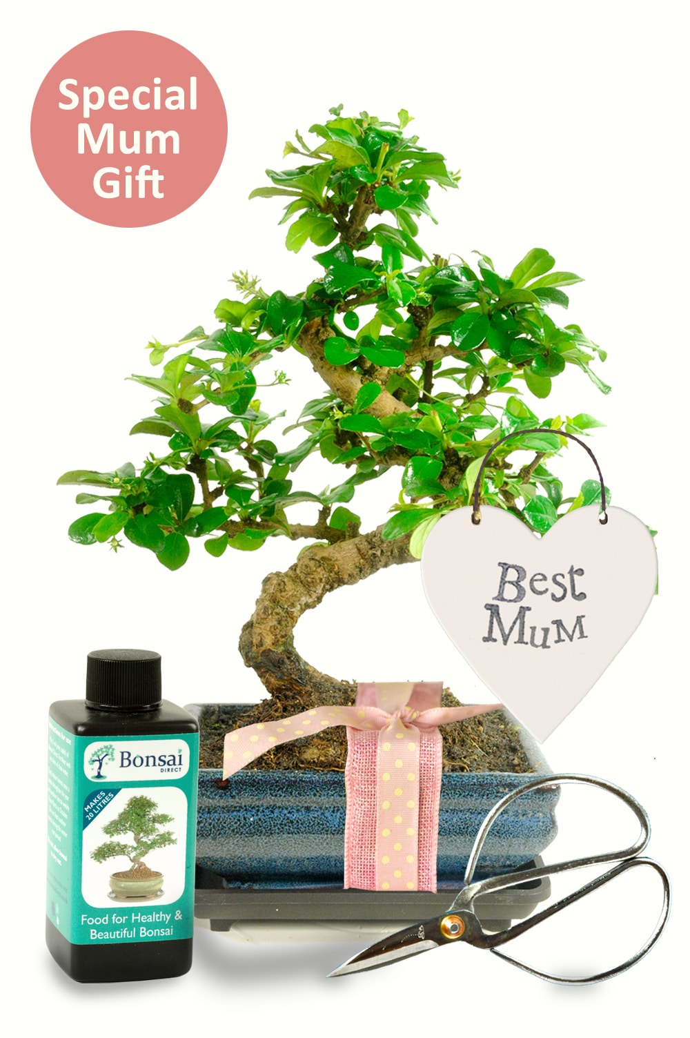 Special Mum Oriental Tea Tree Bonsai Tree Gift - For Sale in the UK