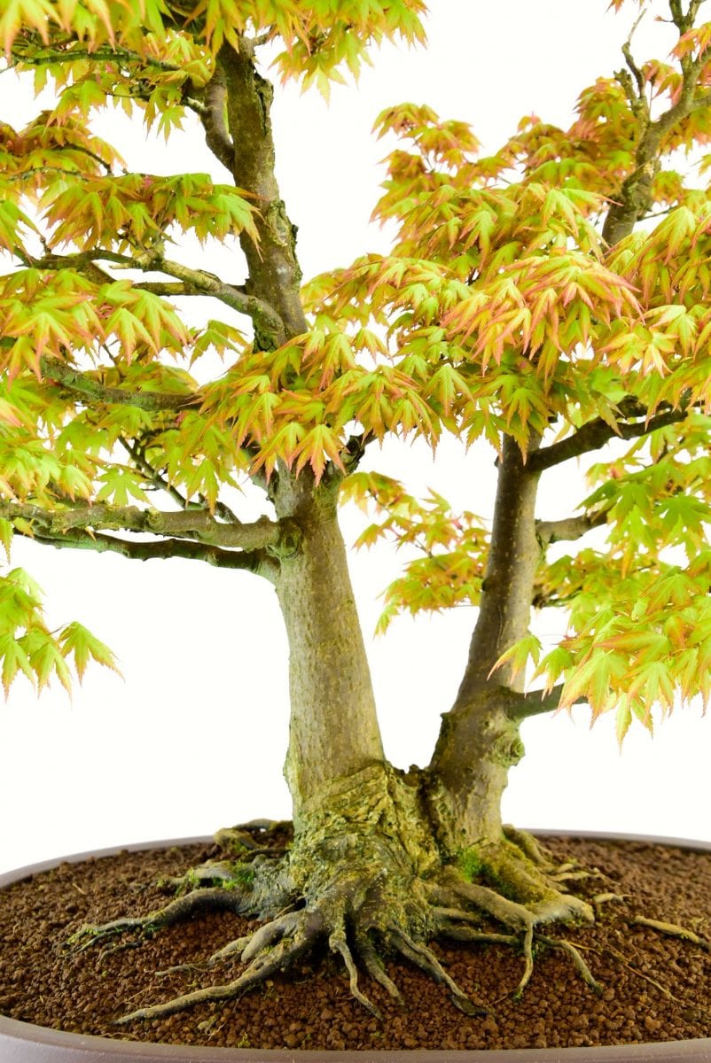Specimen Japanese Maple Bonsai (Acer palmatum)