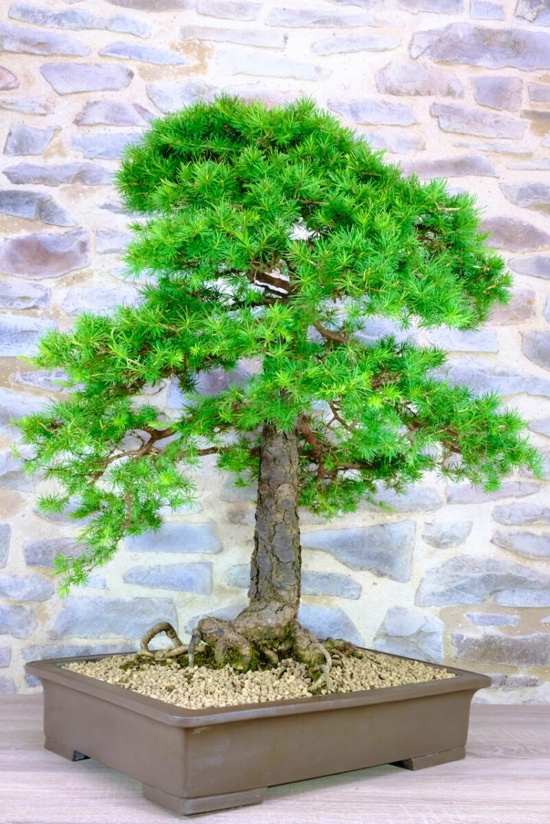 Specimen mature outdoor Larch bonsai tree - 45 years old