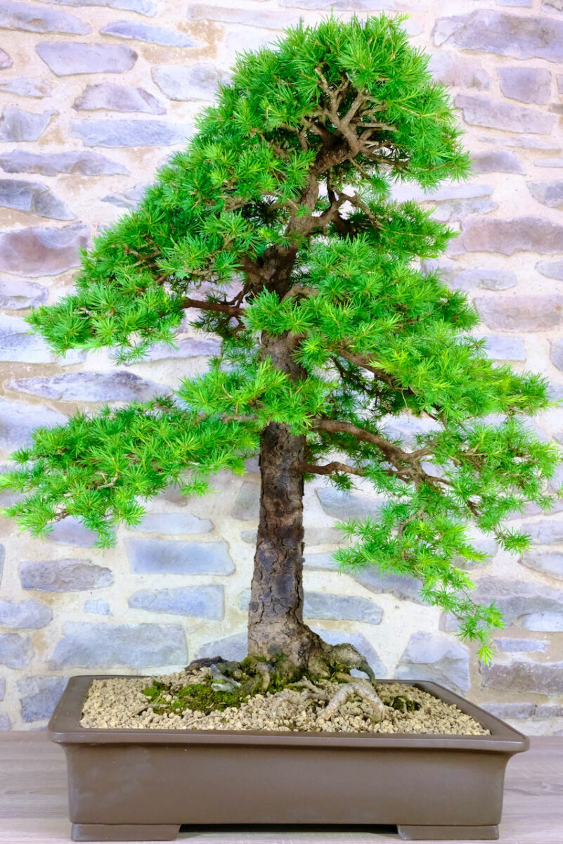 Specimen mature outdoor Larch bonsai tree - 45 years old