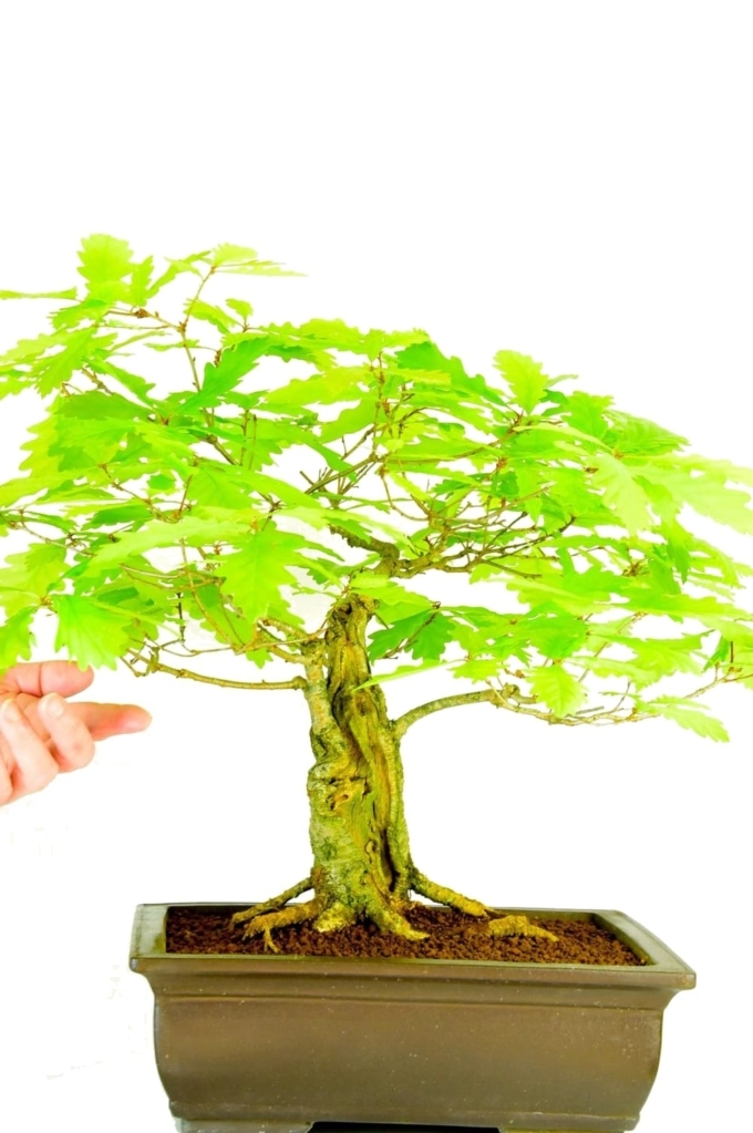 Our Range of Outdoor Bonsai Trees for Sale from Bonsai Direct
