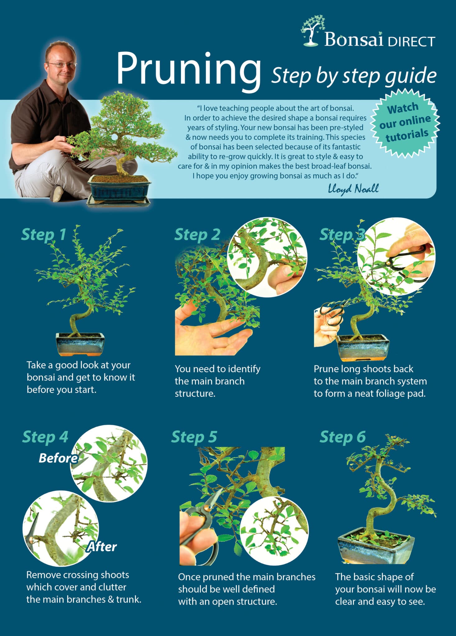 Bonsai Care Instructions - Bonsai Trees for Sale UK