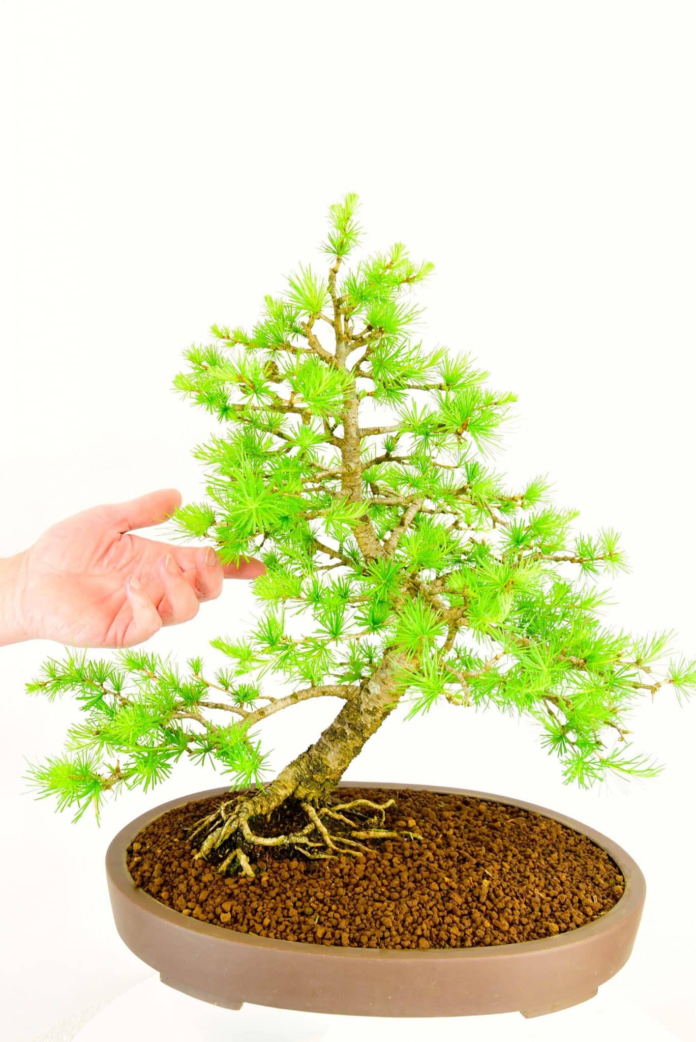 Larix Bonsai - An Absolutely Outstanding Specimen