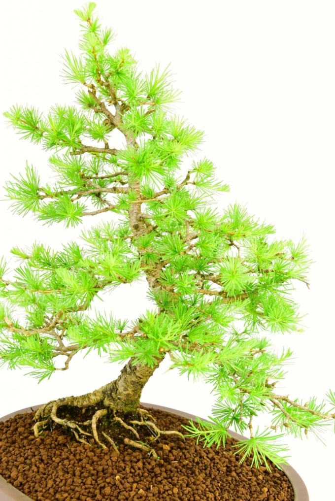 Larix Bonsai - An Absolutely Outstanding Specimen