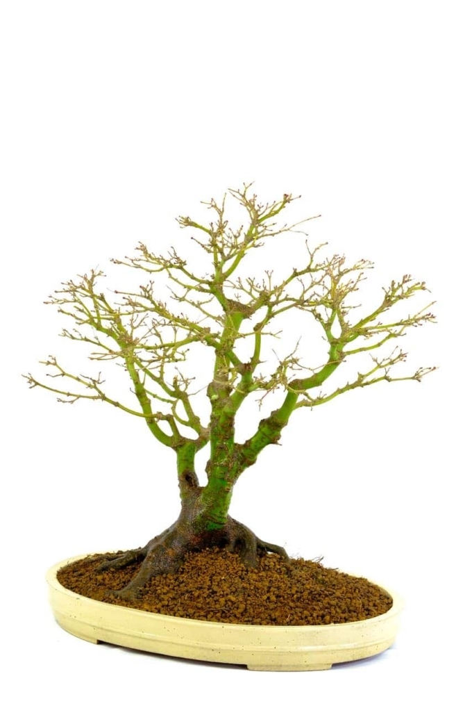 Japanese Maple Bonsai | Amazing Specimen & Sensational Nebari