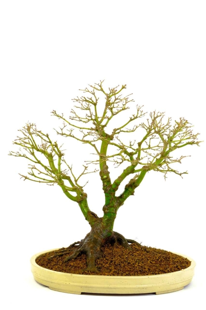 Japanese Maple Bonsai | Amazing Specimen & Sensational Nebari