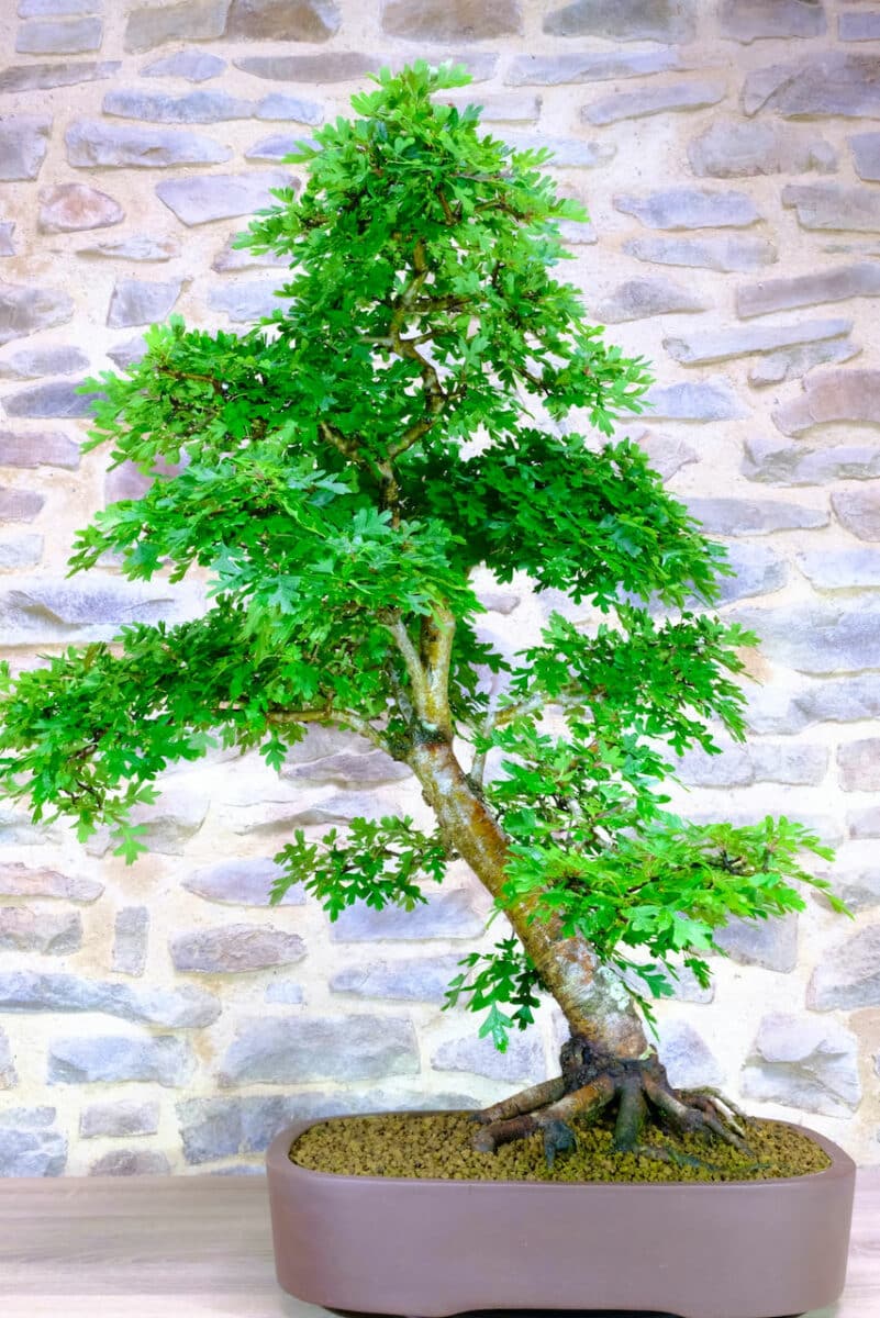 Our Range of Outdoor Bonsai Trees for Sale from Bonsai Direct