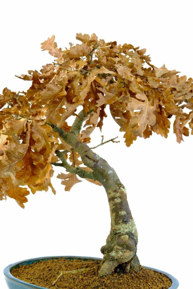 Turkey Oak Bonsai (Quercus ferris) - 30 years old
