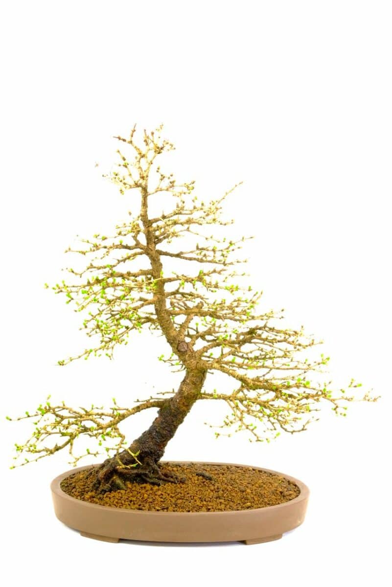 Larix Bonsai - An Absolutely Outstanding Specimen
