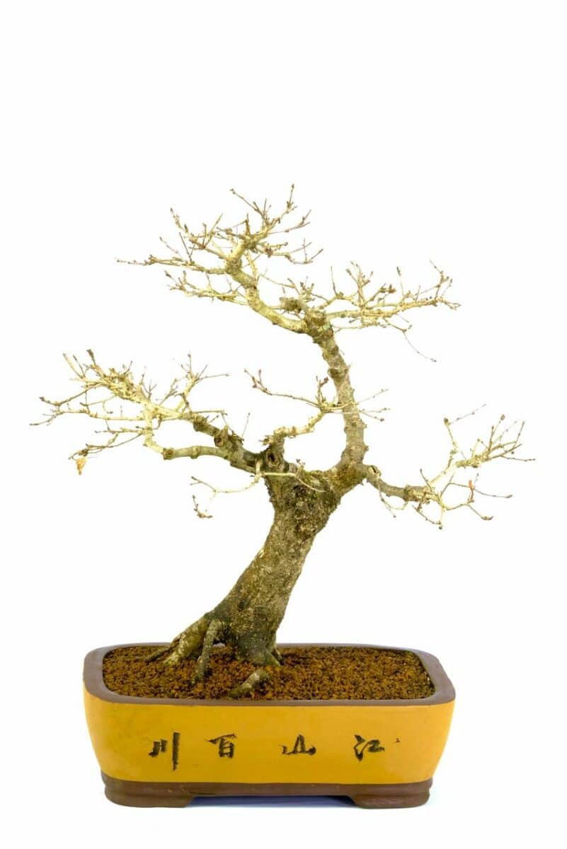 English Oak Bonsai - Magnificent with Phenomenal Proportions