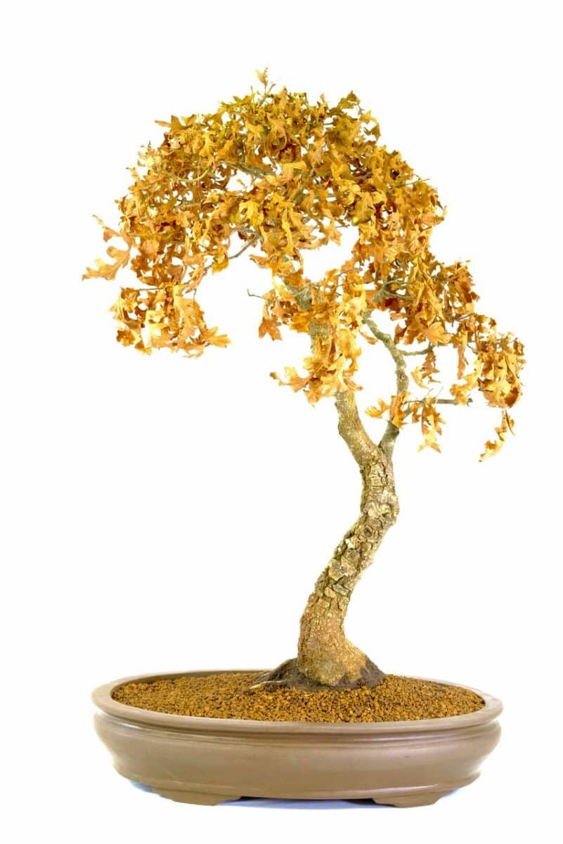 Turkey Oak Bonsai - Massive 37 year old Quercus for sale