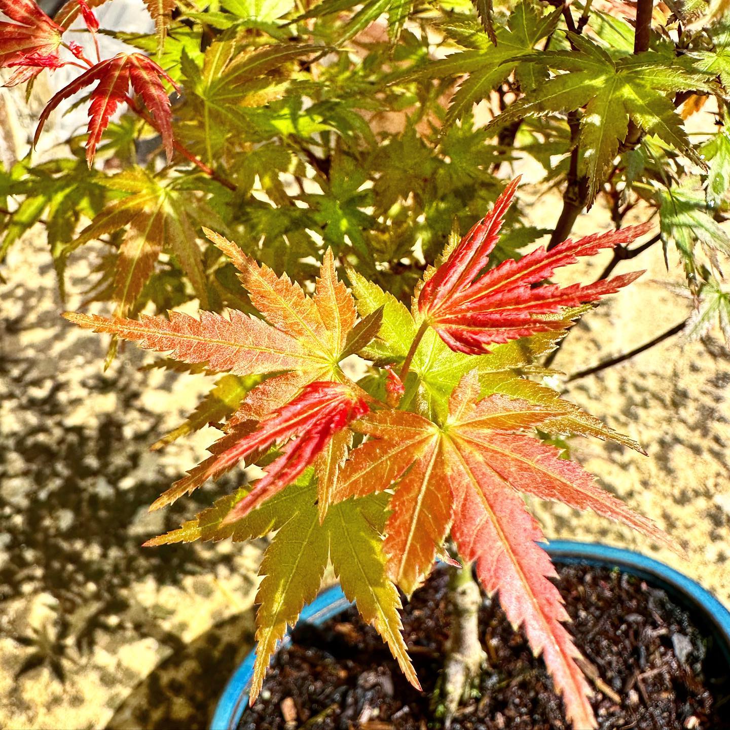 Japanese Maples (Acer palmatum) bonsai