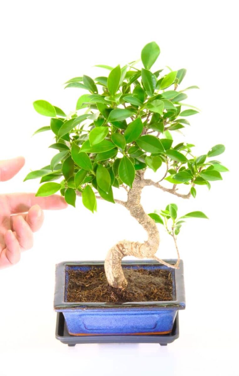 Ficus Bonsai Tree | Easy Care Ficus Indoor Bonsai - FREE delivery