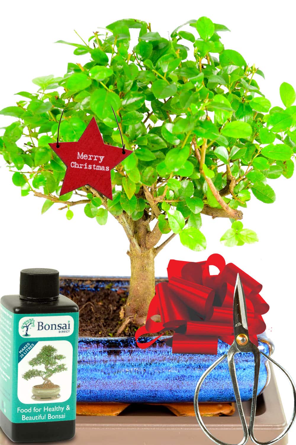 Christmas Bonsai Trees for Sale