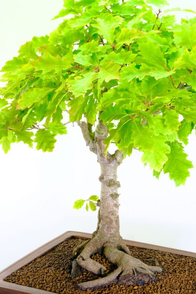 Specimen Quercus rubra Red Oak - red autumnal leaf colour