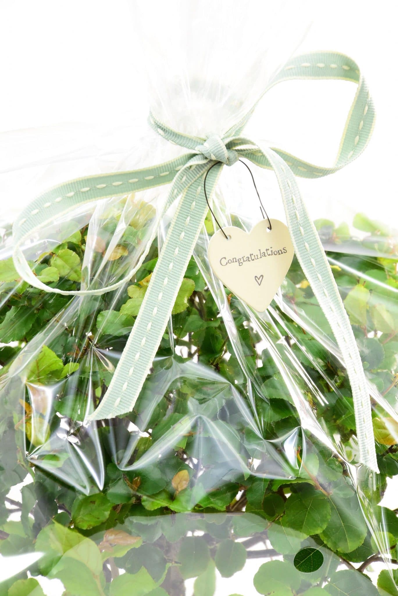 Congratulations Gift Wrap