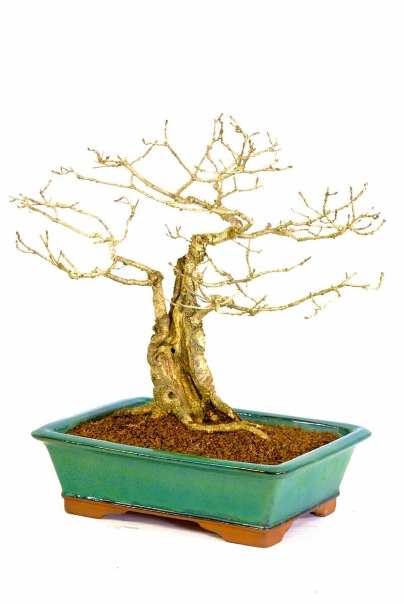 English Oak (Quercus robur) with feature trunk & amazing root flare