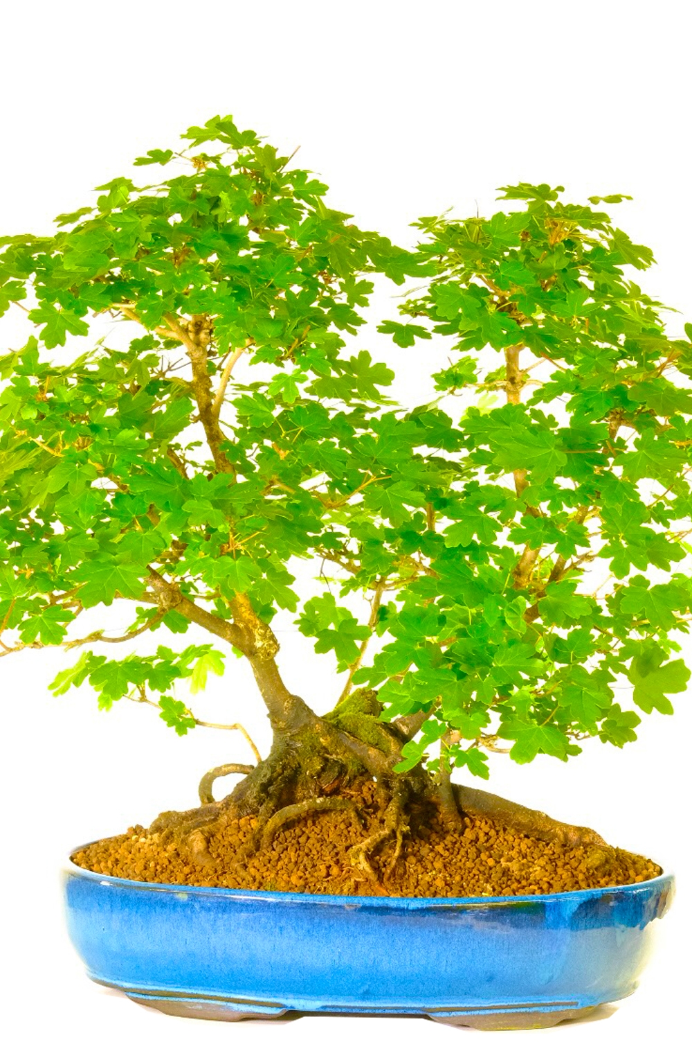 Maple Bonsai Trees For Beginners