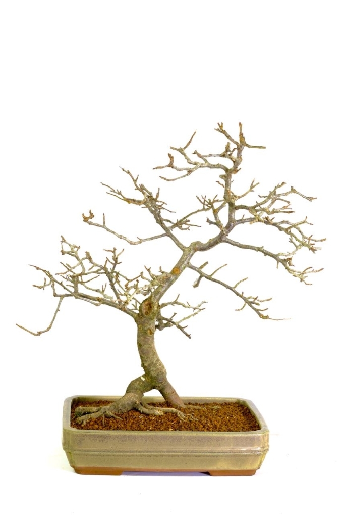 Crab Apple Bonsai - Outdoor Tree with Pretty Pink / White Blossom