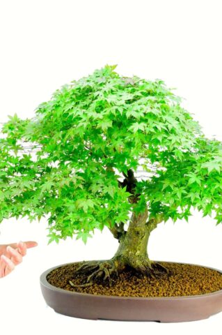 Japanese Maple Bonsai (Acer palma) - Spectacular Specimen!