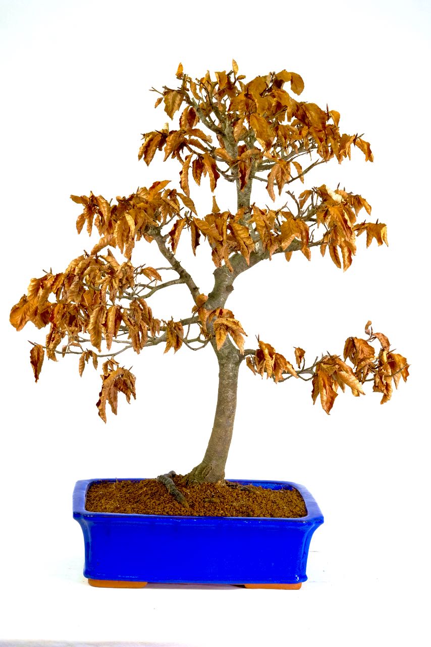 Japanese White Beech Bonsai - Hardy Specimen for the Garden