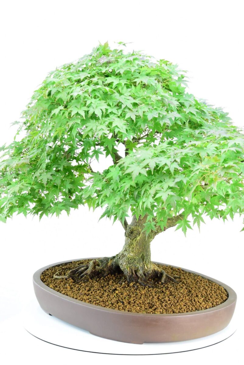 Japanese Maple Bonsai (Acer palma) - Spectacular Specimen!