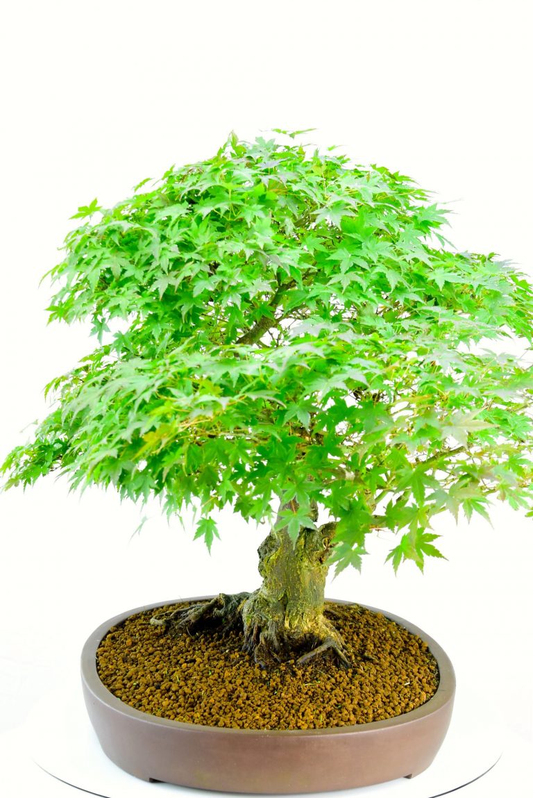 Japanese Maple Bonsai (Acer palma) - Spectacular Specimen!