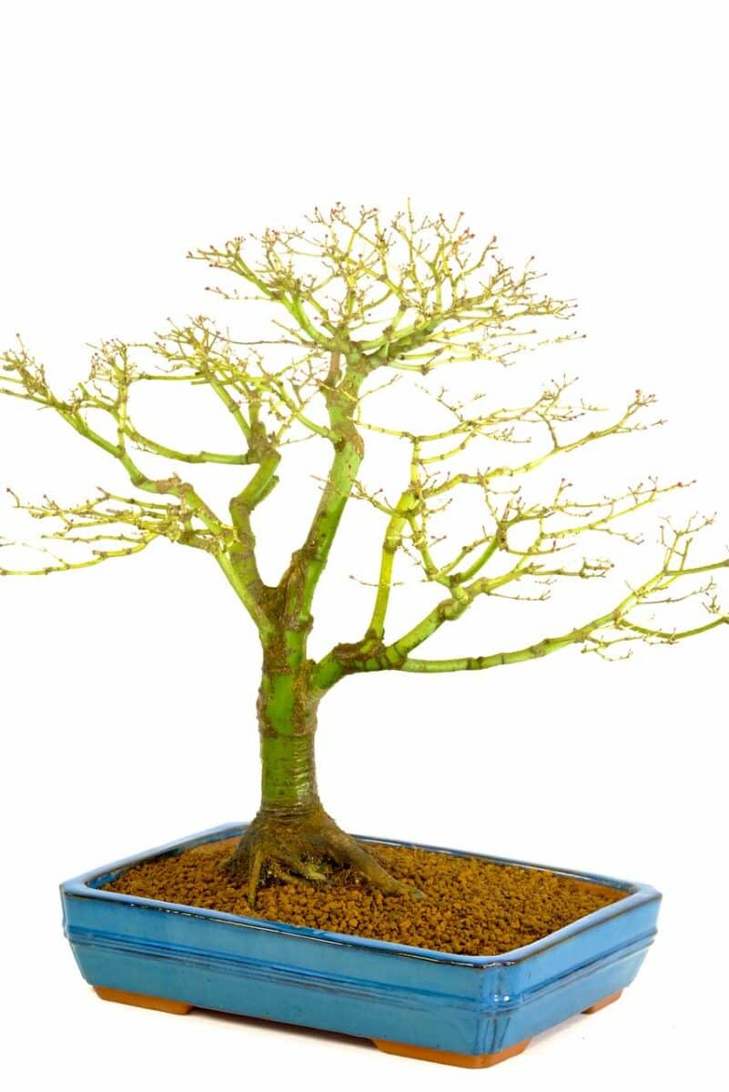 Specimen Formal Upright Japanese Maple Bonsai (Acer palmatum)
