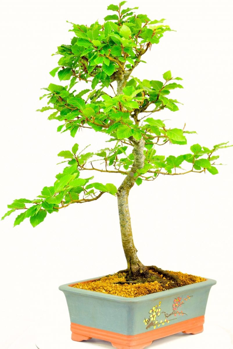 Japanese White Beech Bonsai - Hardy Specimen for the Garden