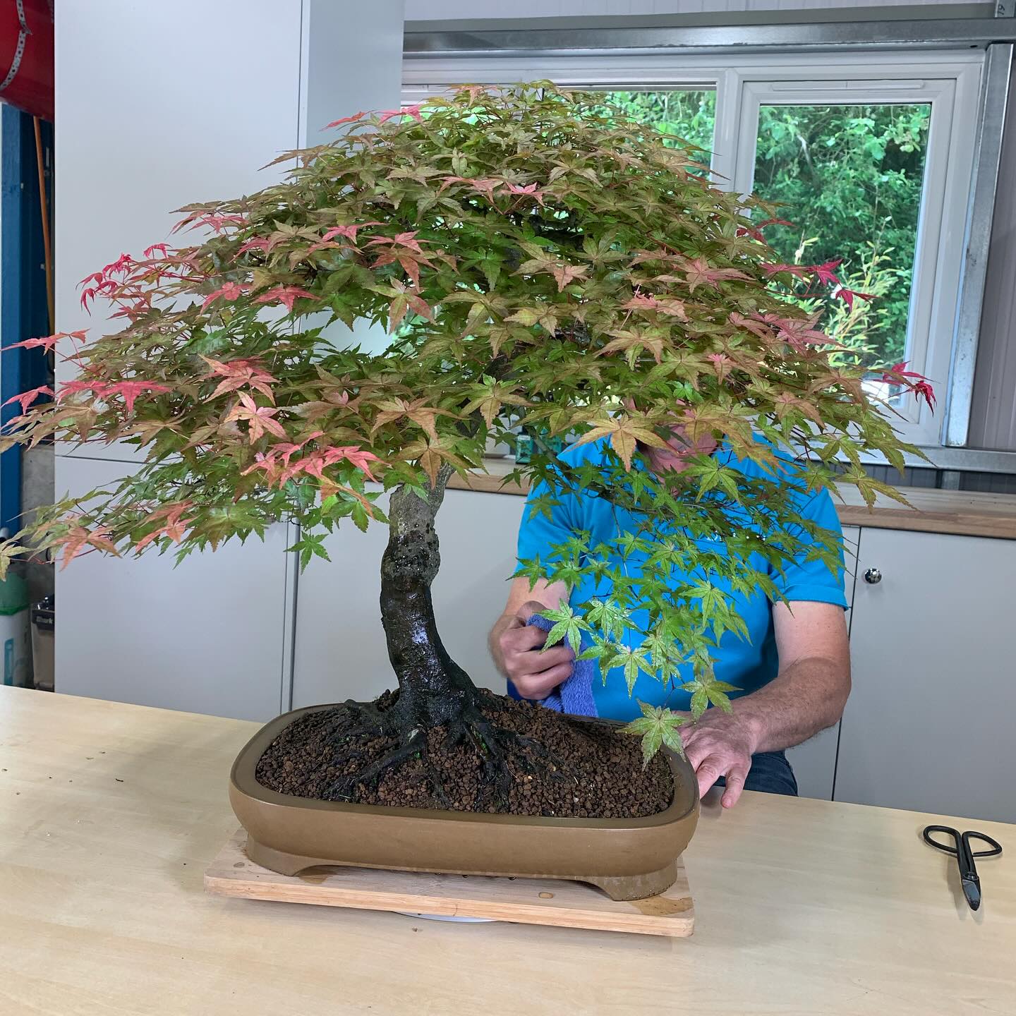 Mother's Day maple bonsai gifts - the perfect gift for mother's day