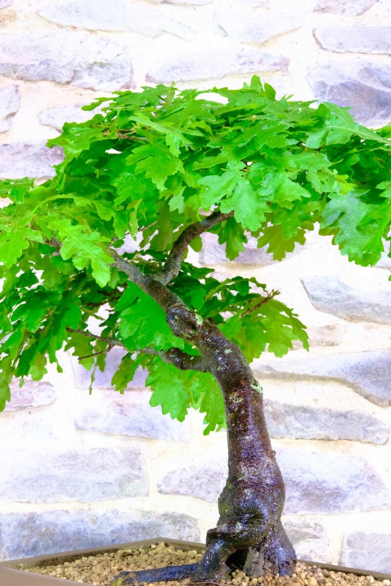 Turkey Oak Bonsai (Quercus ferris) - 30 years old