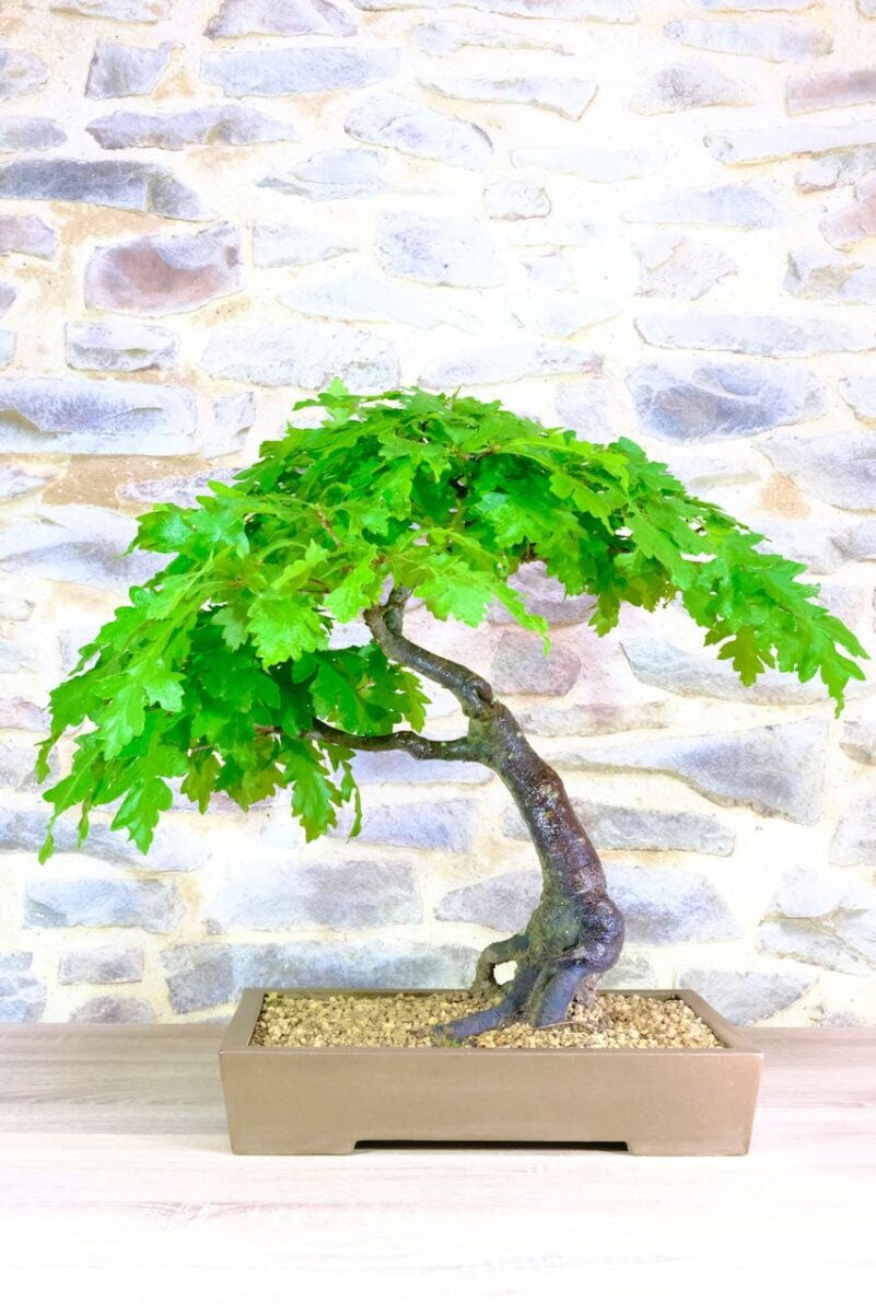 Our Range of Outdoor Bonsai Trees for Sale from Bonsai Direct