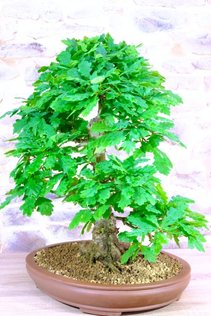 Bonsai Oak Tree for Sale | 33 year old Specimen English Oak