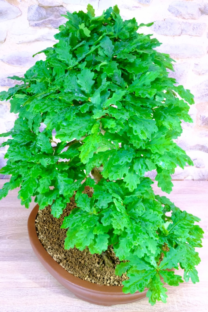 Bonsai Oak Tree for Sale | 33 year old Specimen English Oak