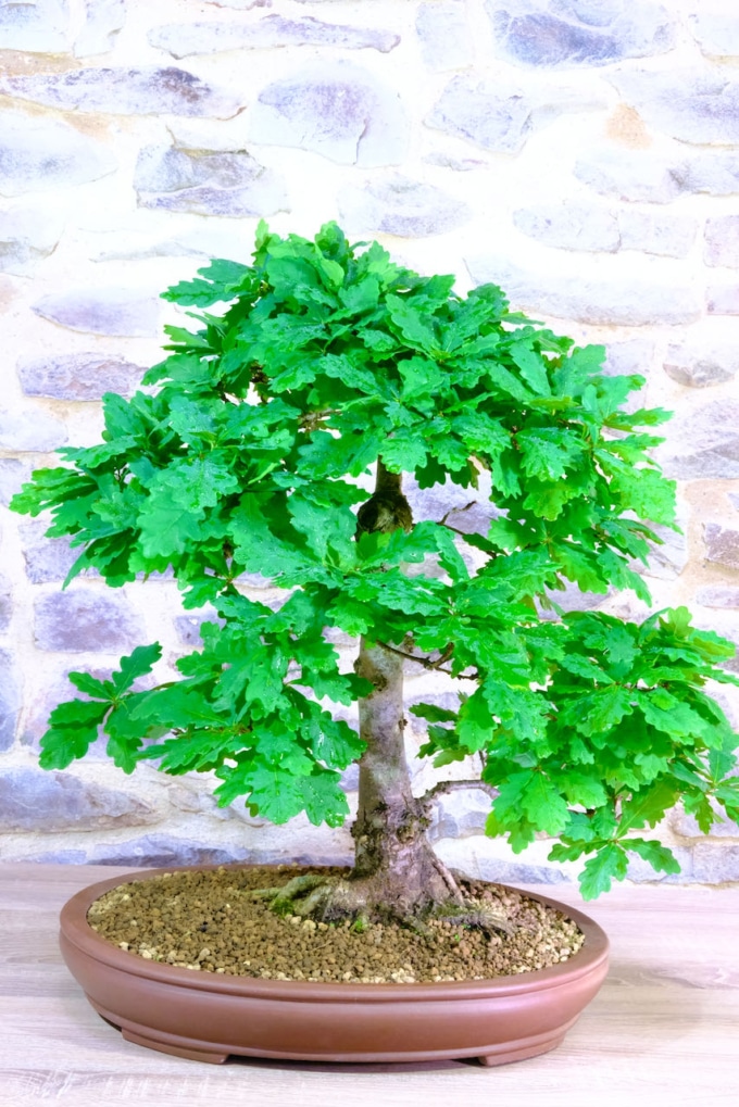 Bonsai Oak Tree for Sale | 33 year old Specimen English Oak
