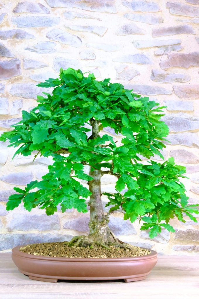 Bonsai Oak Tree for Sale | 33 year old Specimen English Oak