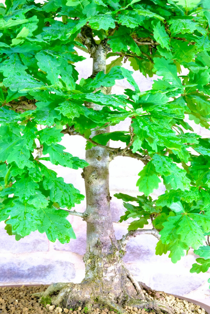 Bonsai Oak Tree for Sale | 33 year old Specimen English Oak