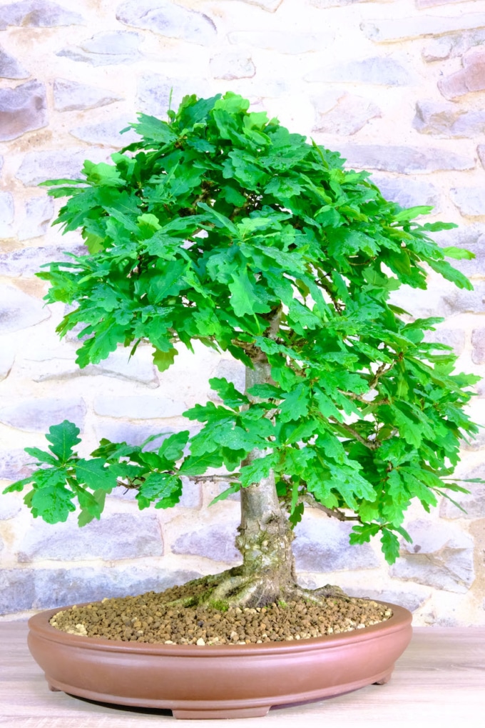 Bonsai Oak Tree for Sale | 33 year old Specimen English Oak