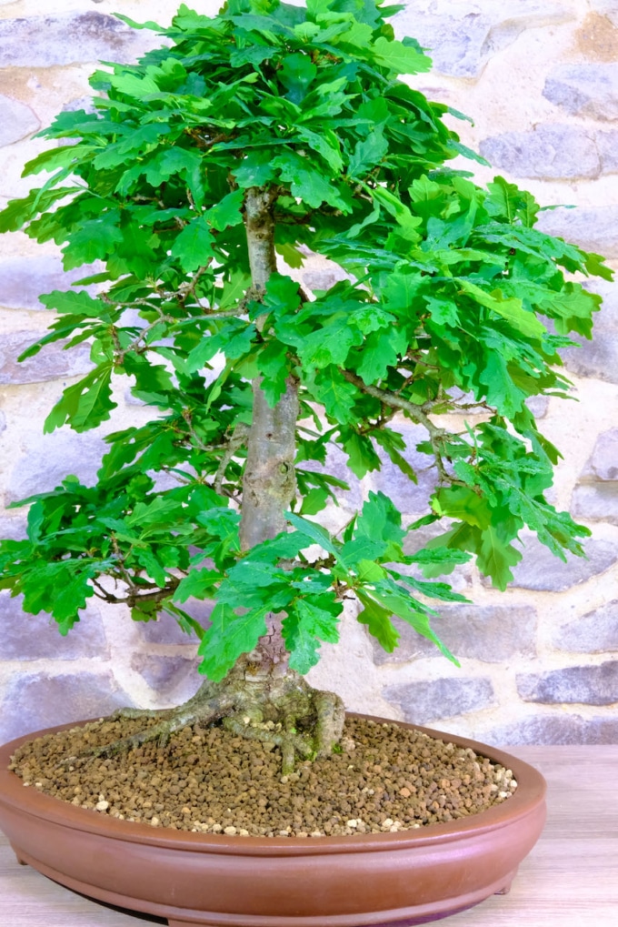 Bonsai Oak Tree for Sale | 33 year old Specimen English Oak