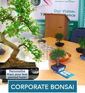 Best Bonsai Trees for Sale UK from the Bonsai Direct Online Shop