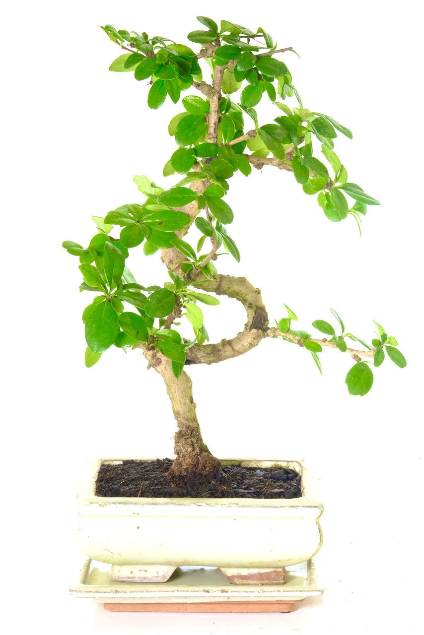 Fukien Tea Tree Flowering Bonsai with S-Shaped Trunk