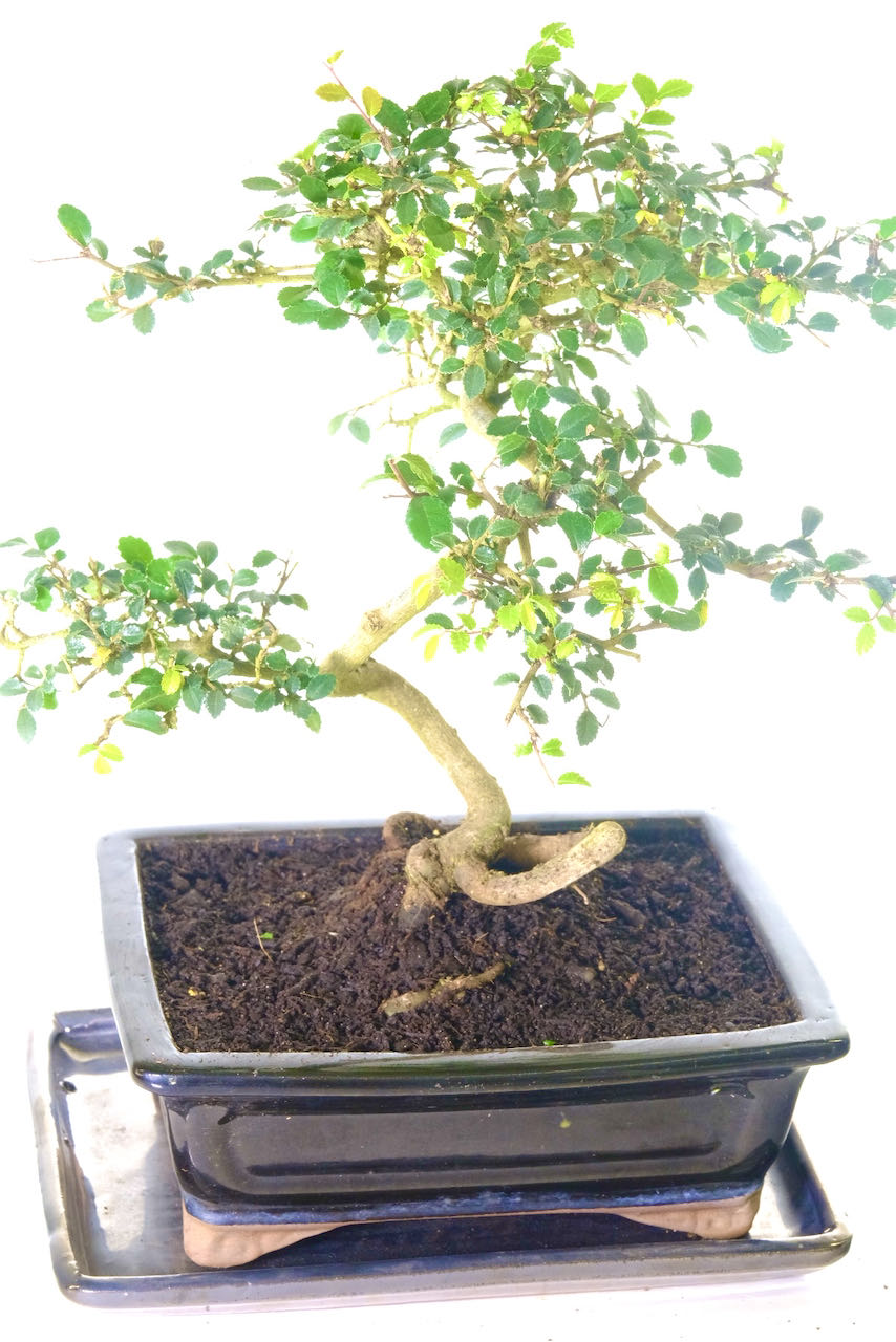 Trees Dallas Chinese Elm Bonsai Tree – S-Trunk Style In Blue Ceramic ...
