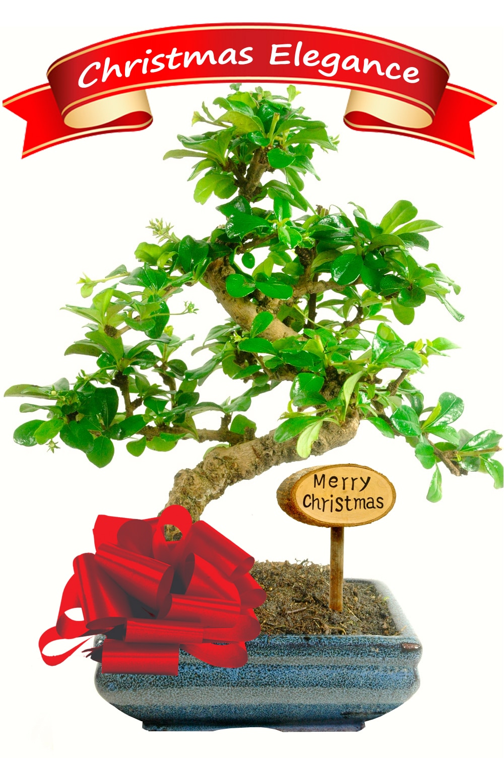 Christmas Bonsai Tree Gifts - Beautiful & environmental gifts