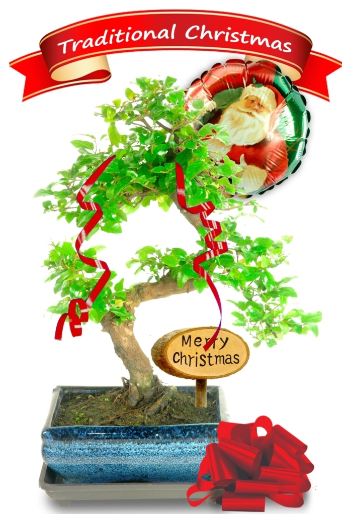 Christmas Bonsai Tree Gifts - Beautiful & environmental gifts