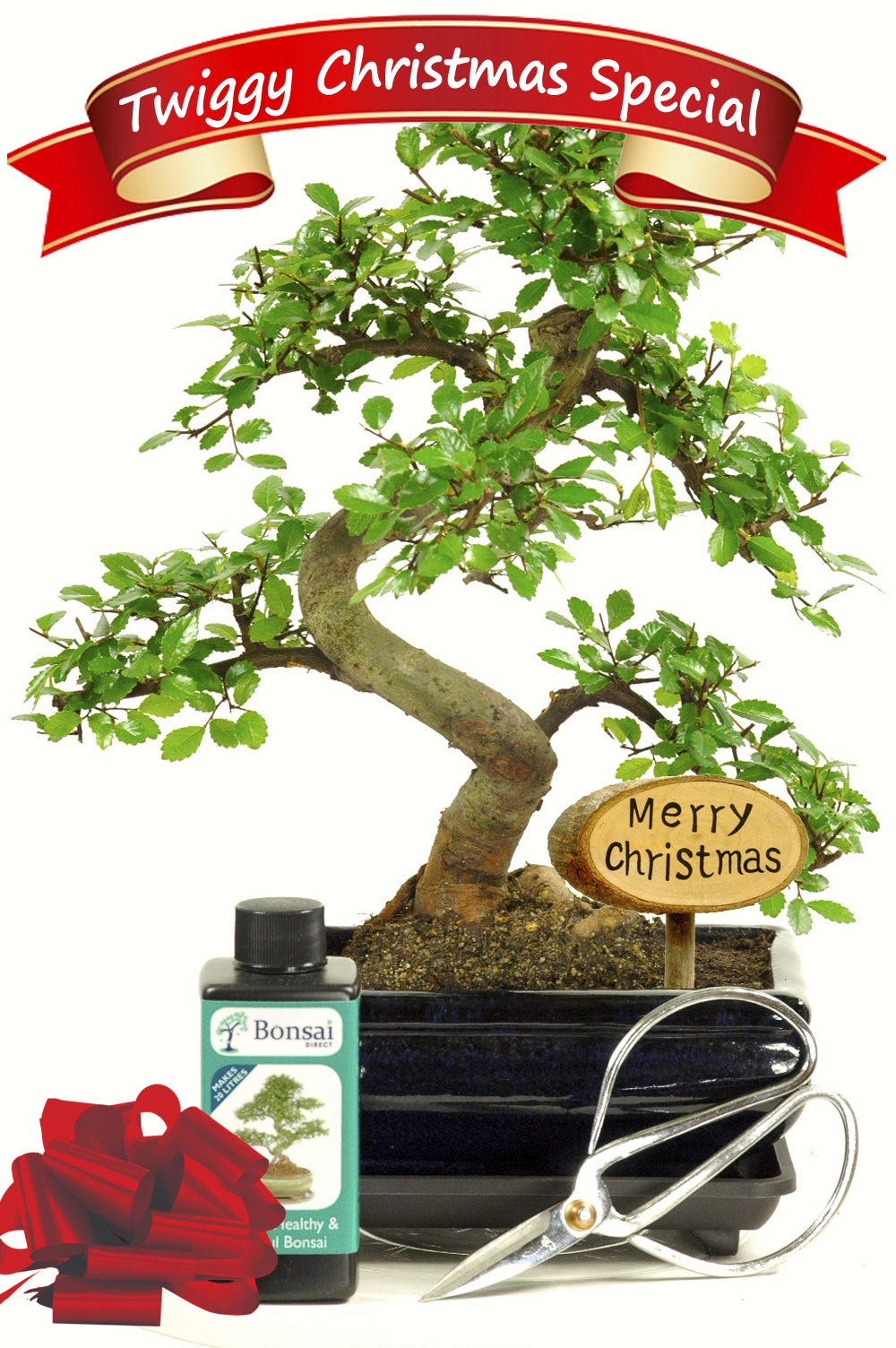Christmas Bonsai Tree Gifts - Beautiful & environmental gifts