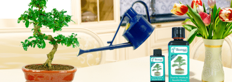 Is My Bonsai Dying? Signs, Causes & How to Save Your Bonsai