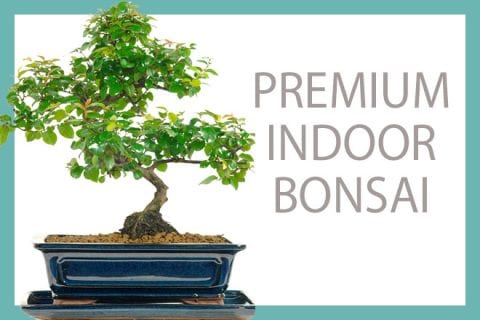 Bonsai Trees for Sale | Order Your Bonsai Tree from Bonsai Direct