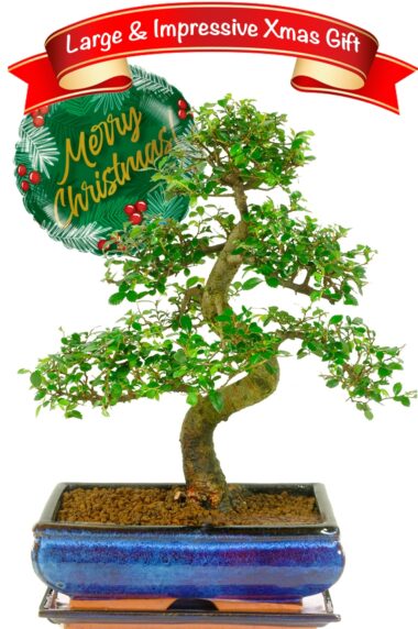 Season's Greetings Indoor Bonsai Gift Set